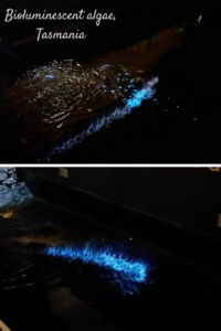 Travel Tales - The search for Bioluminescent Algae, Tasmania