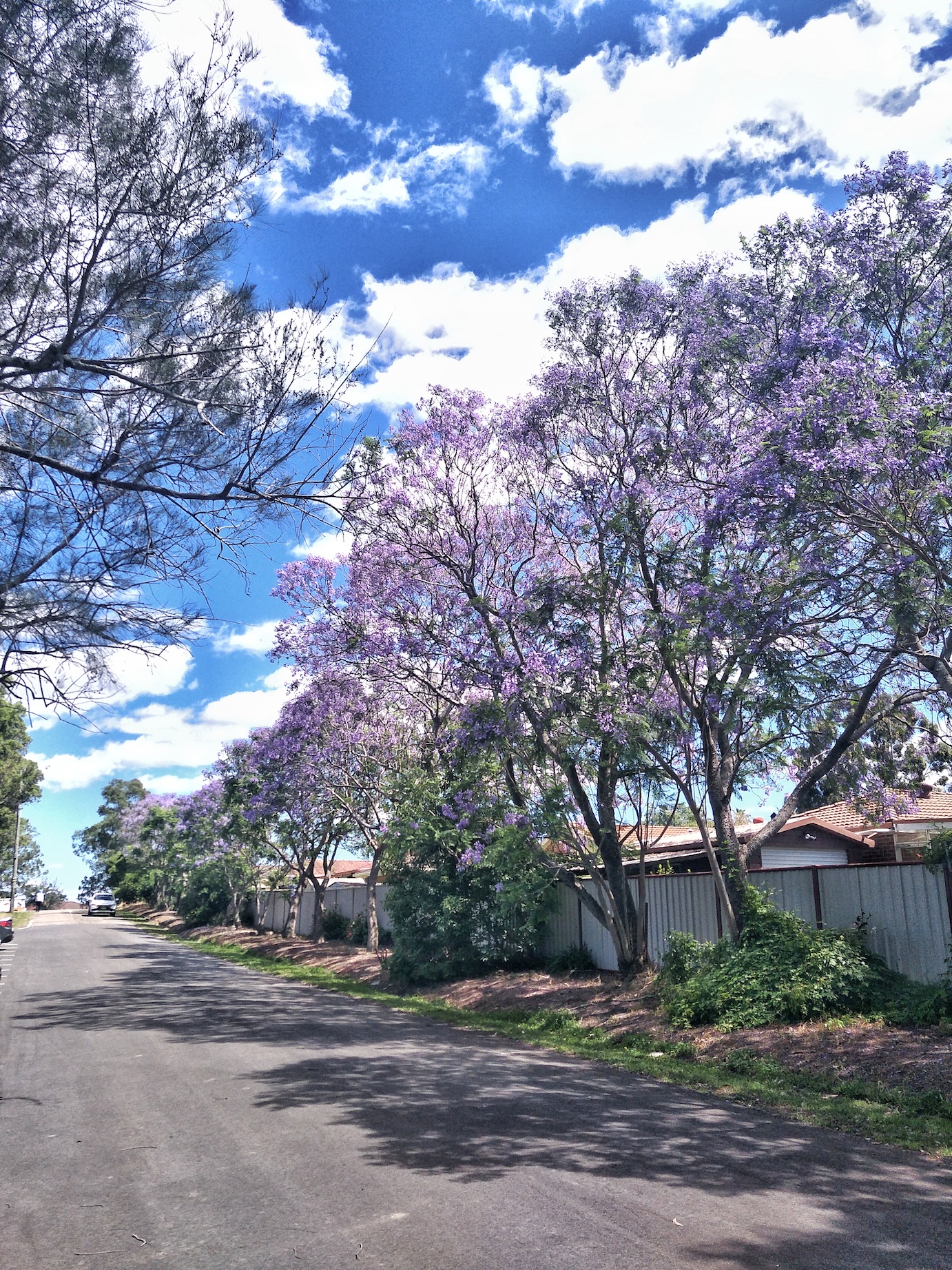 Jacaranda Flowers | Sydney | Australia | Photo Blog