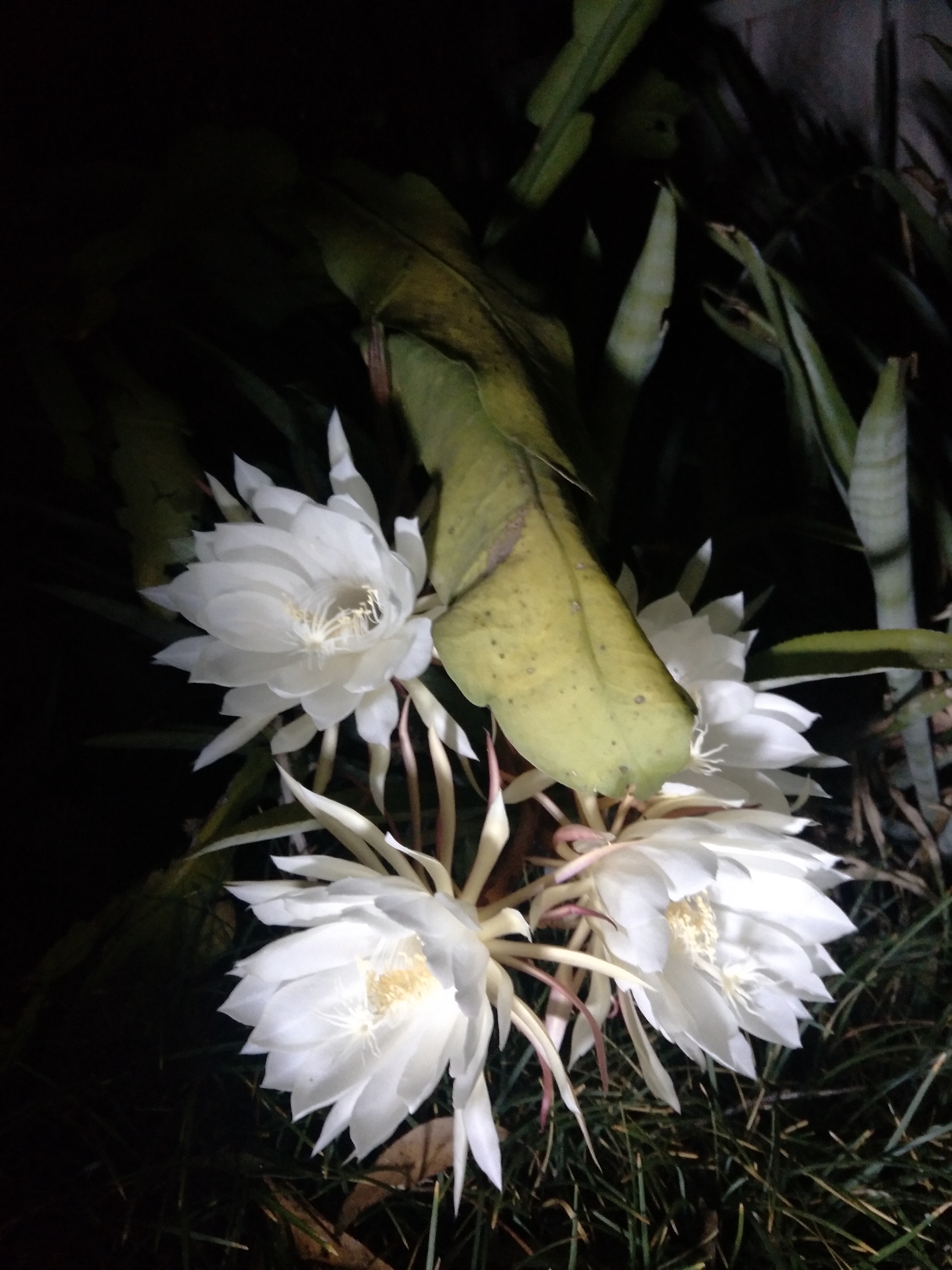 Queen of the night flower | Tan Hua | World most expensive flower