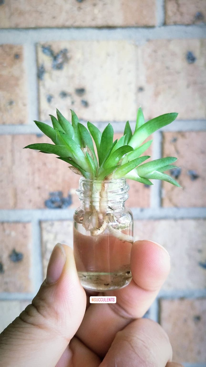 Beginner's guide to growing and propagating succulents