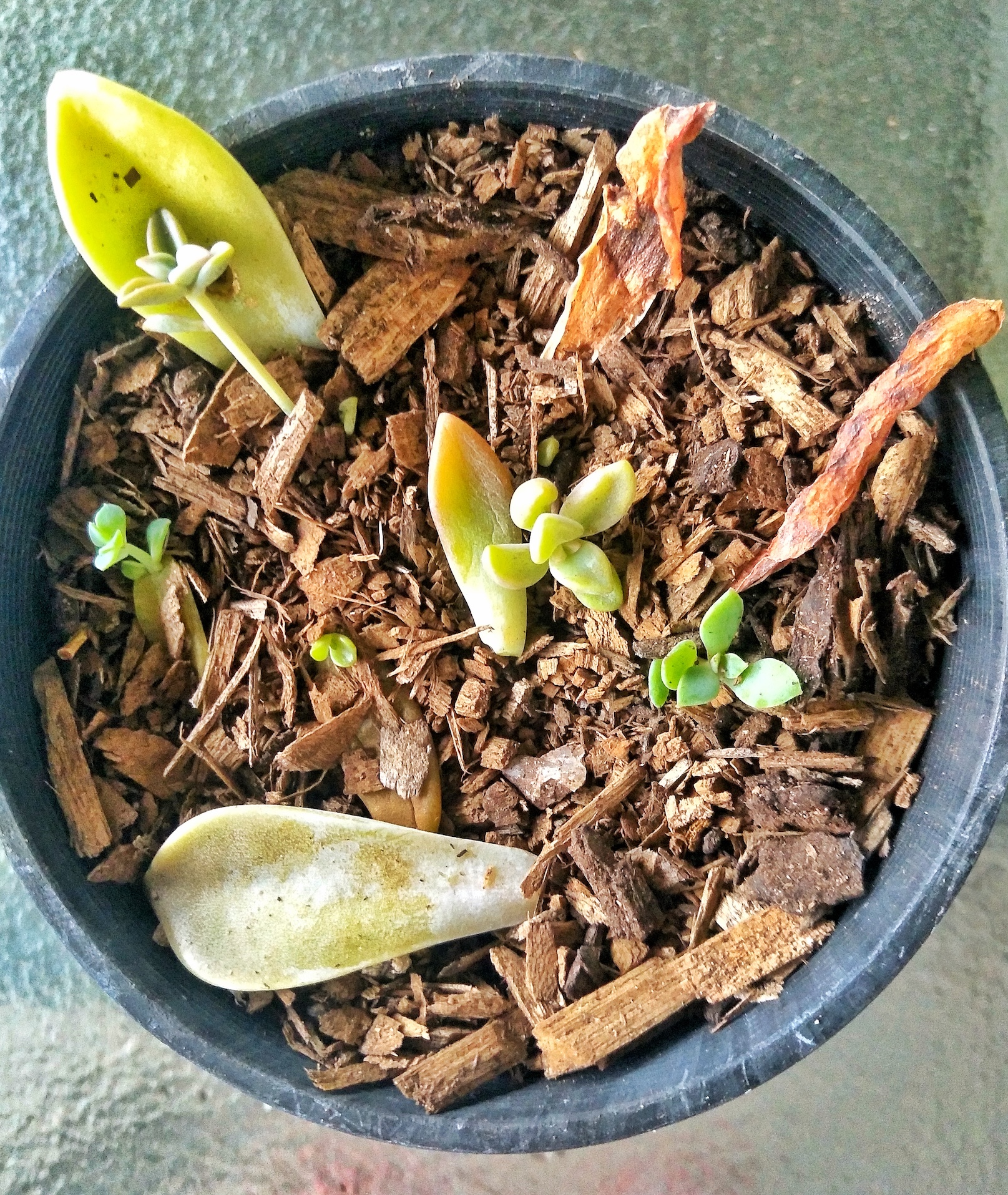 Beginner's guide to growing and propagating succulents