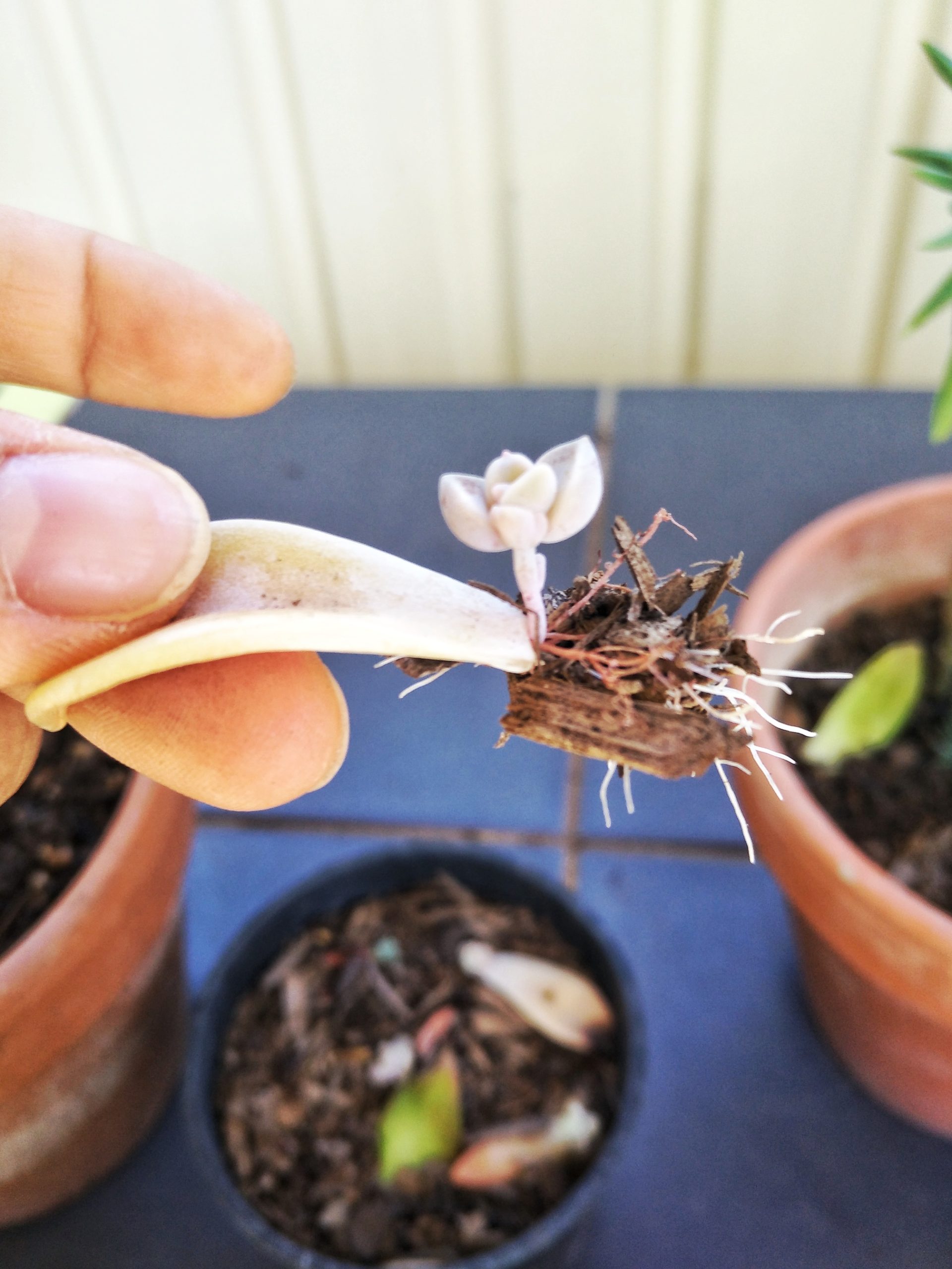 Beginner's guide to growing and propagating succulents
