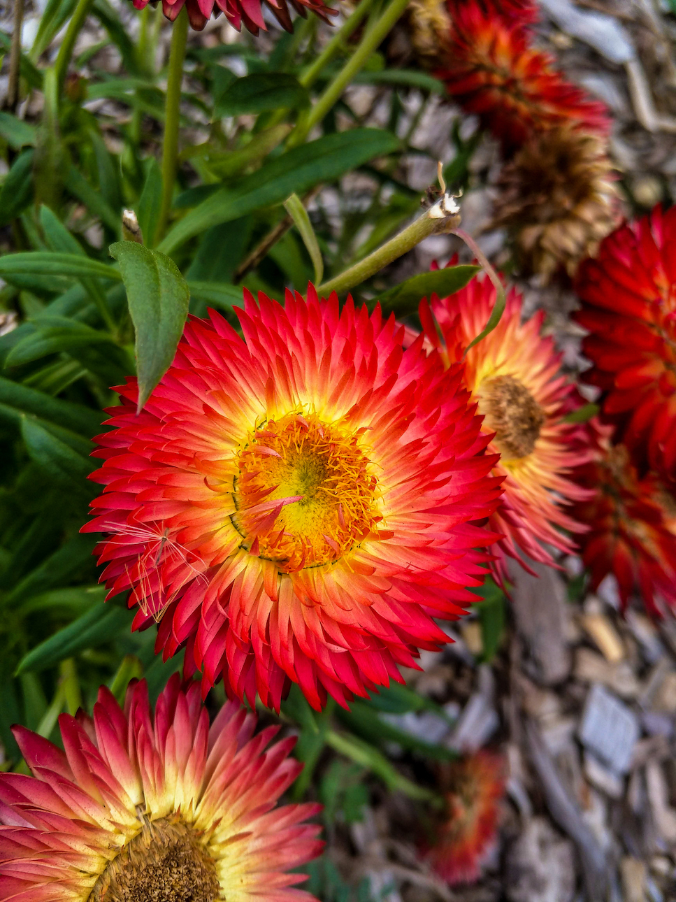 Spring Paper Daisy Flowers | Australian Botanic Garden