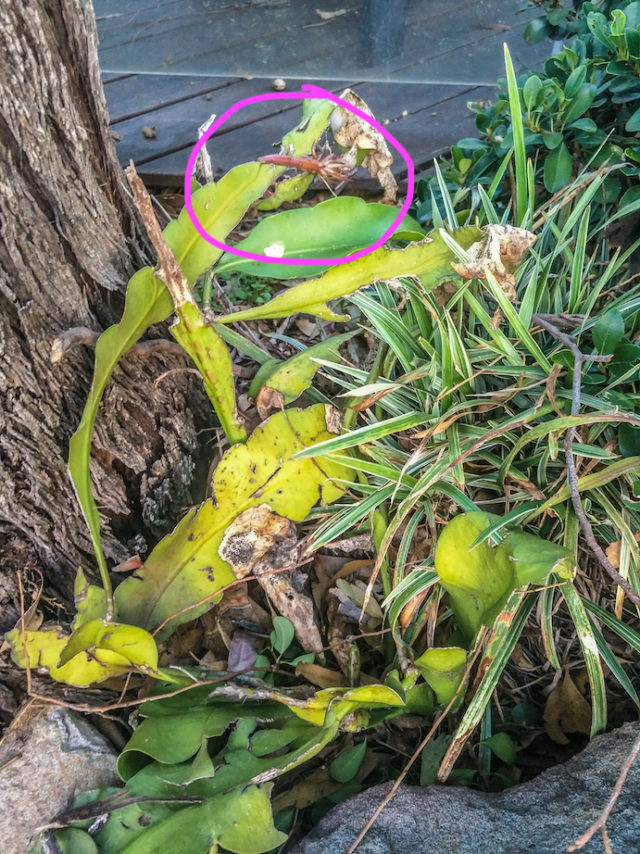 How to grow and propagate Queen of the night/ Tanhua plant