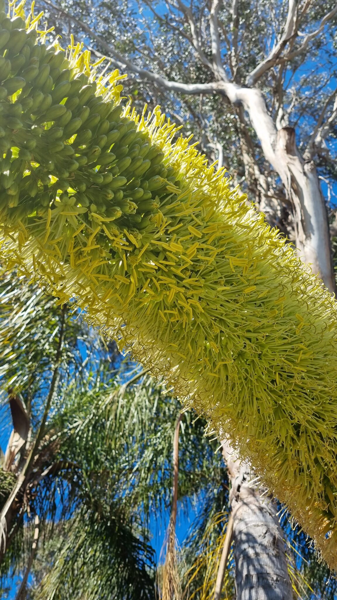 Giant Foxtail Agave Flower | Home Garden | Landscape