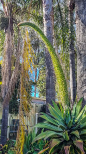 Giant Foxtail Agave Flower | Home Garden | Landscape