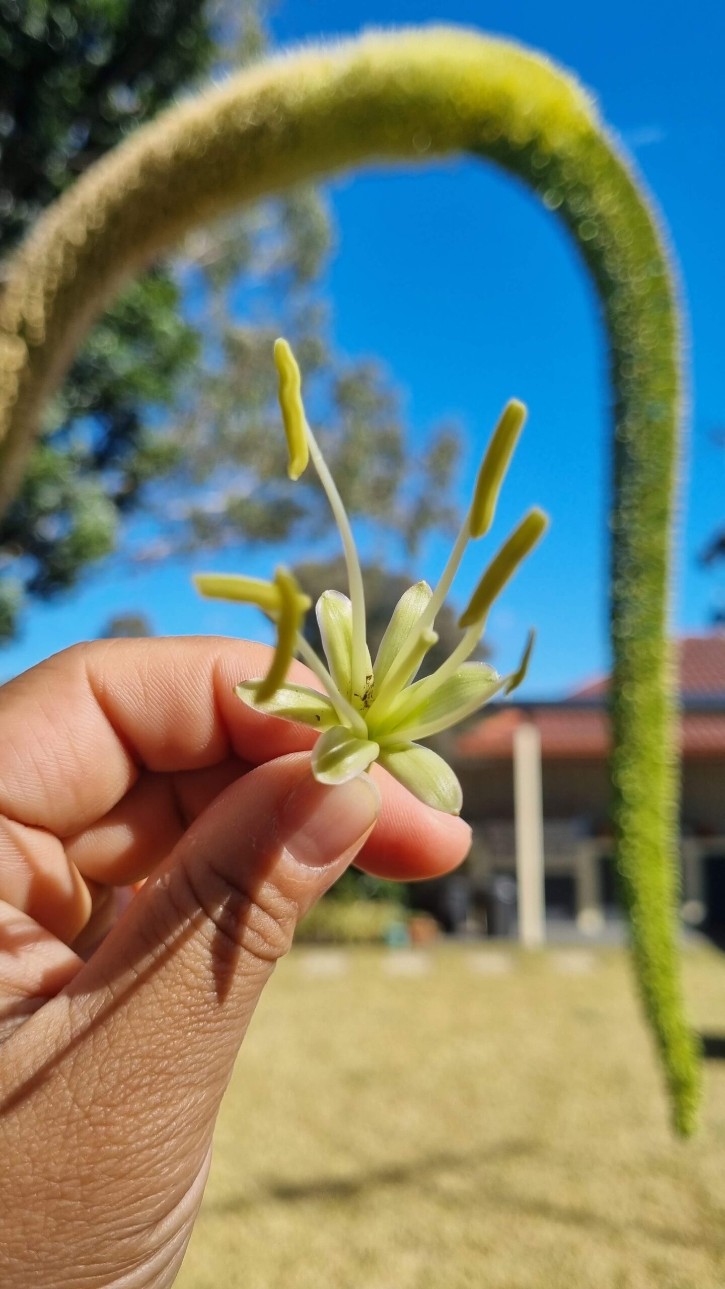 Giant Foxtail Agave Flower | Home Garden | Landscape