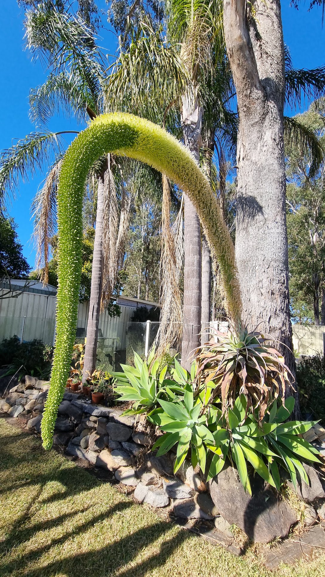 Giant Foxtail Agave Flower | Home Garden | Landscape